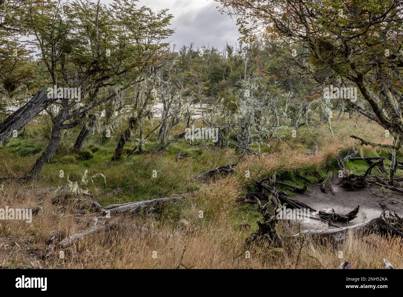 RESERVA PROVINCIAL LAGUNA NEGRA at Fagnano Lake near Tolhuin, Argentina ...
