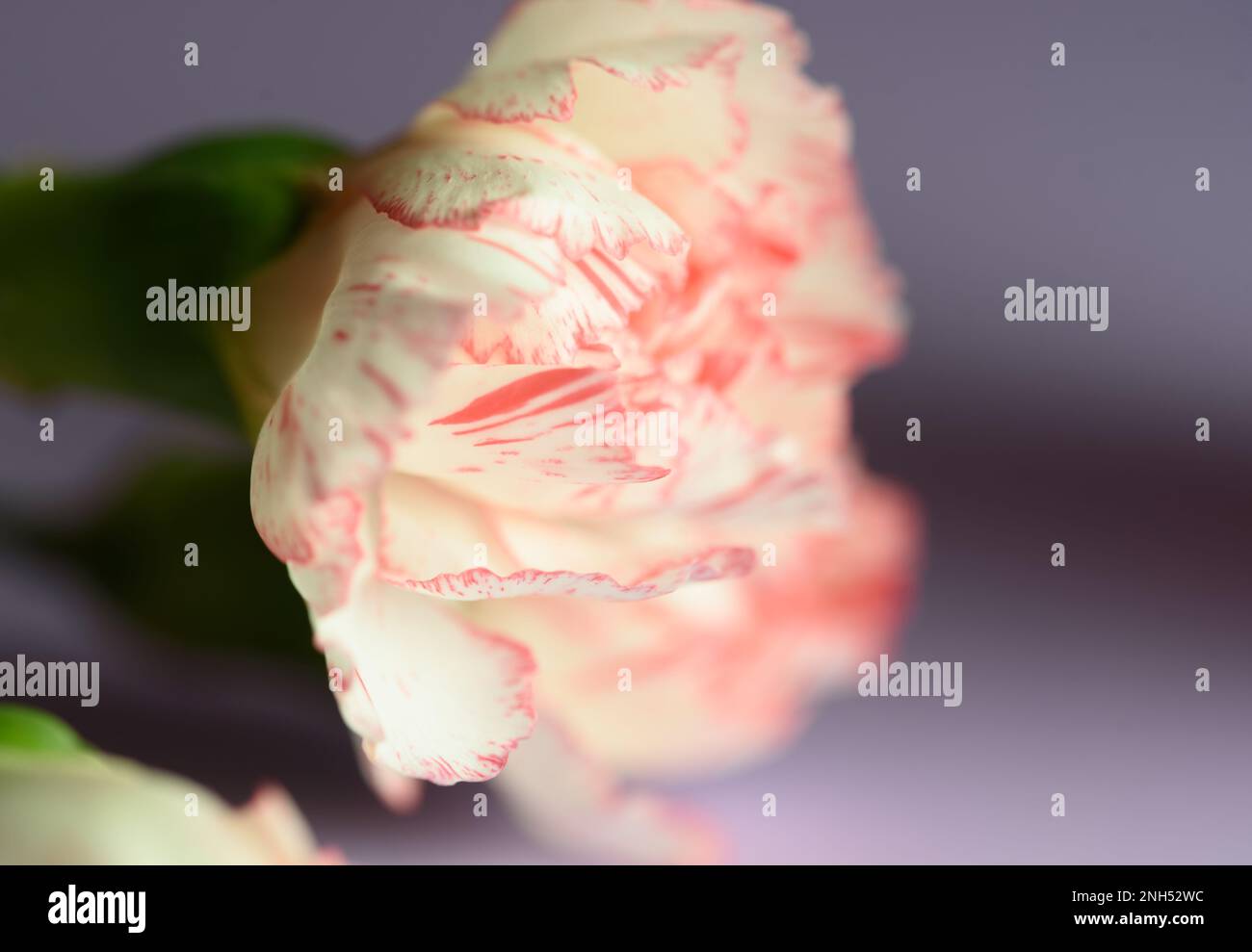 Dianthus. Dianthus is a genus of about 340 species of flowering plants ...