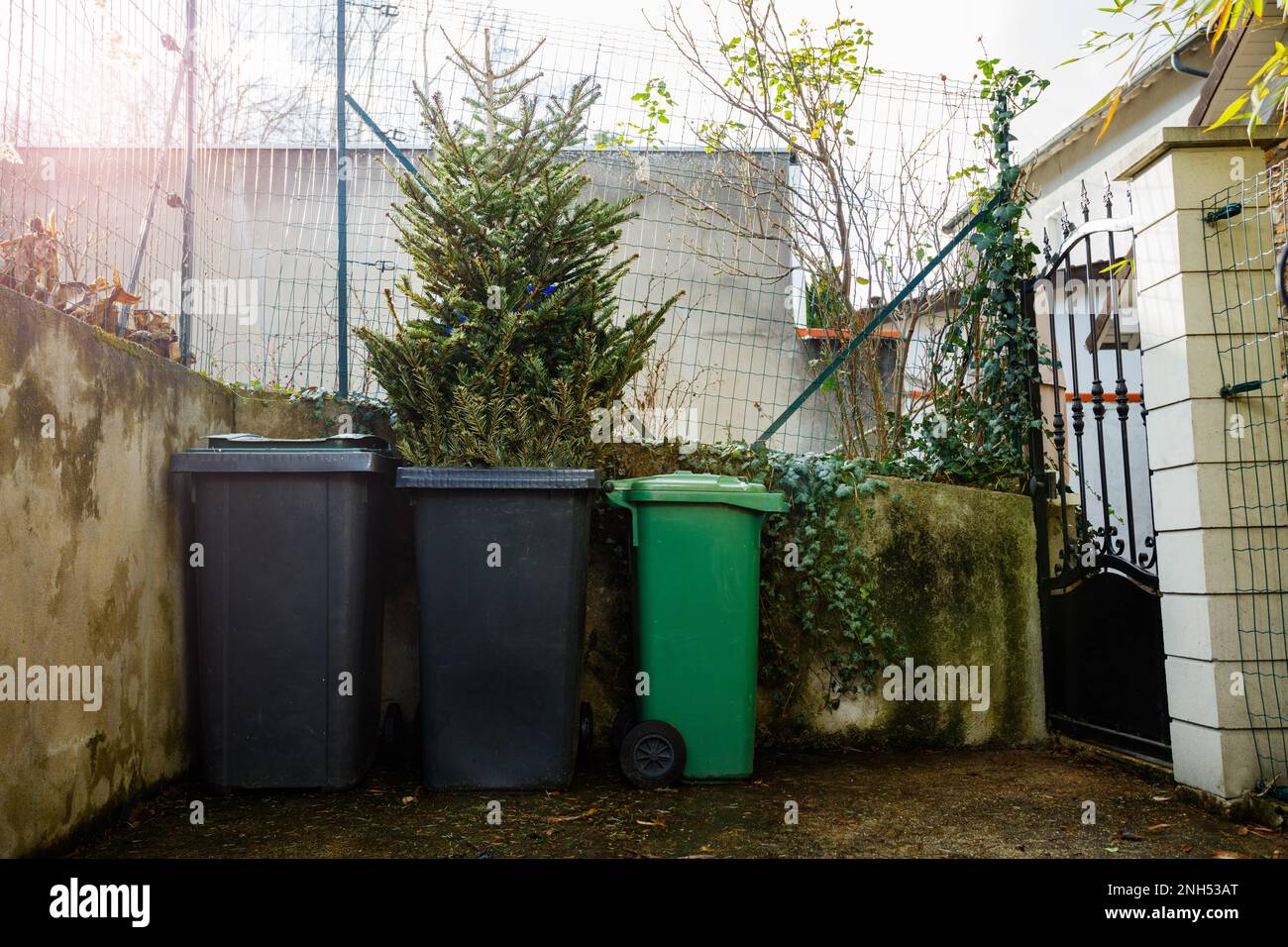 Christmas tree thrown into a trash bin on the street Stock Photo - Alamy