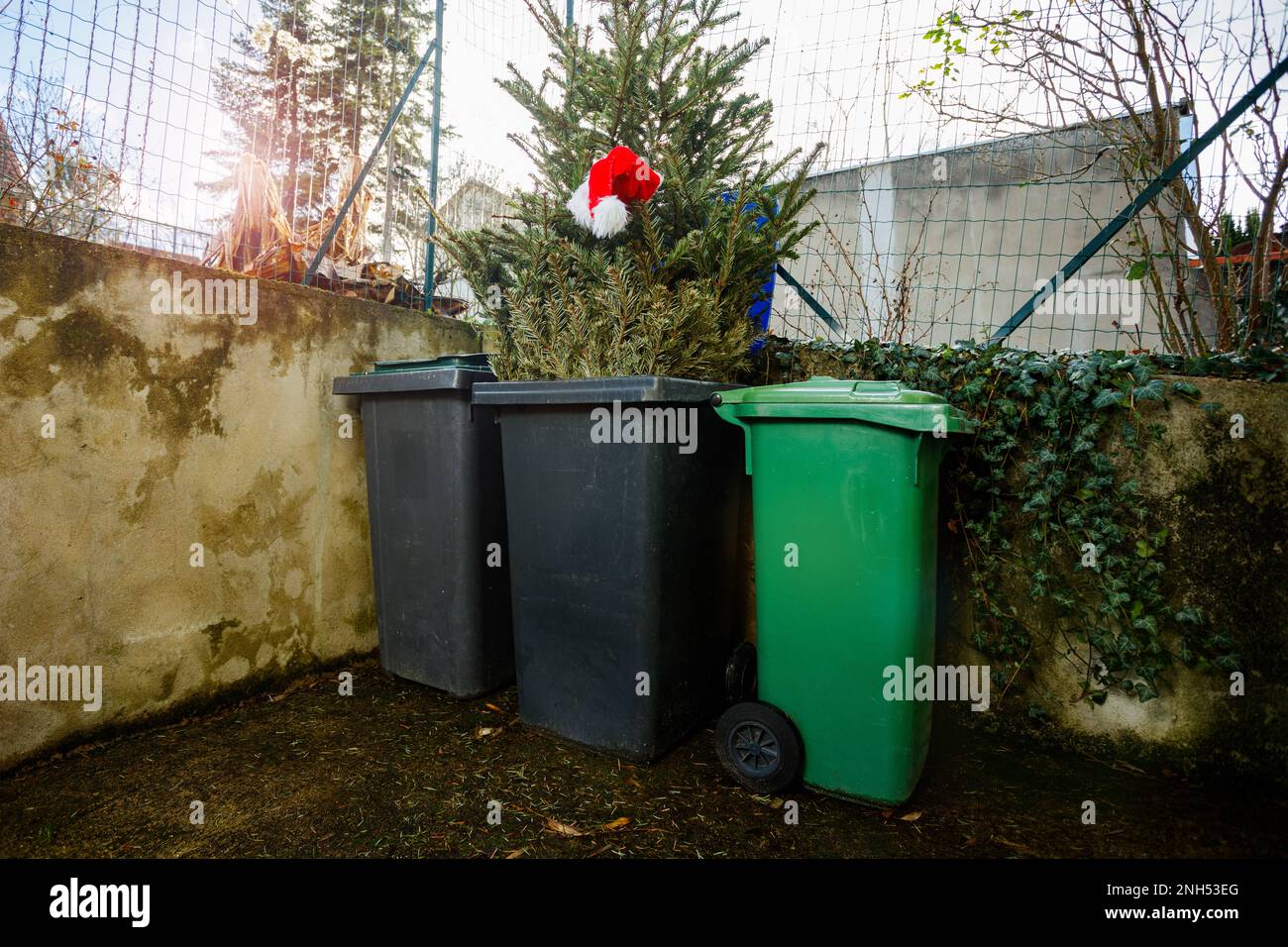 Christmas tree with Santa hat disposed in a trash bin Stock Photo - Alamy