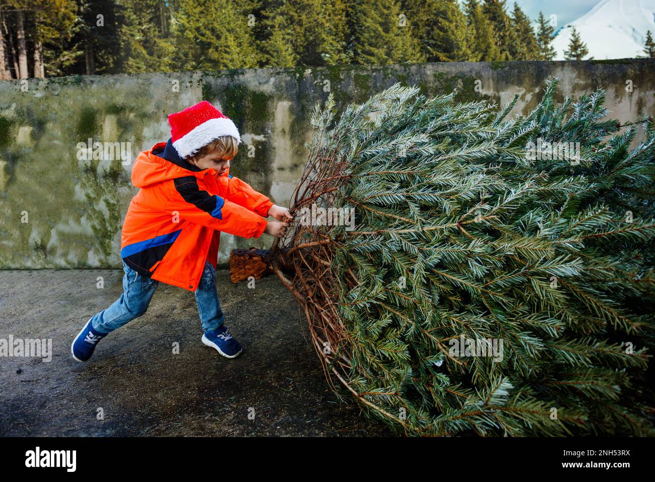 Kids pulling christmas tree hi-res stock photography and images - Alamy