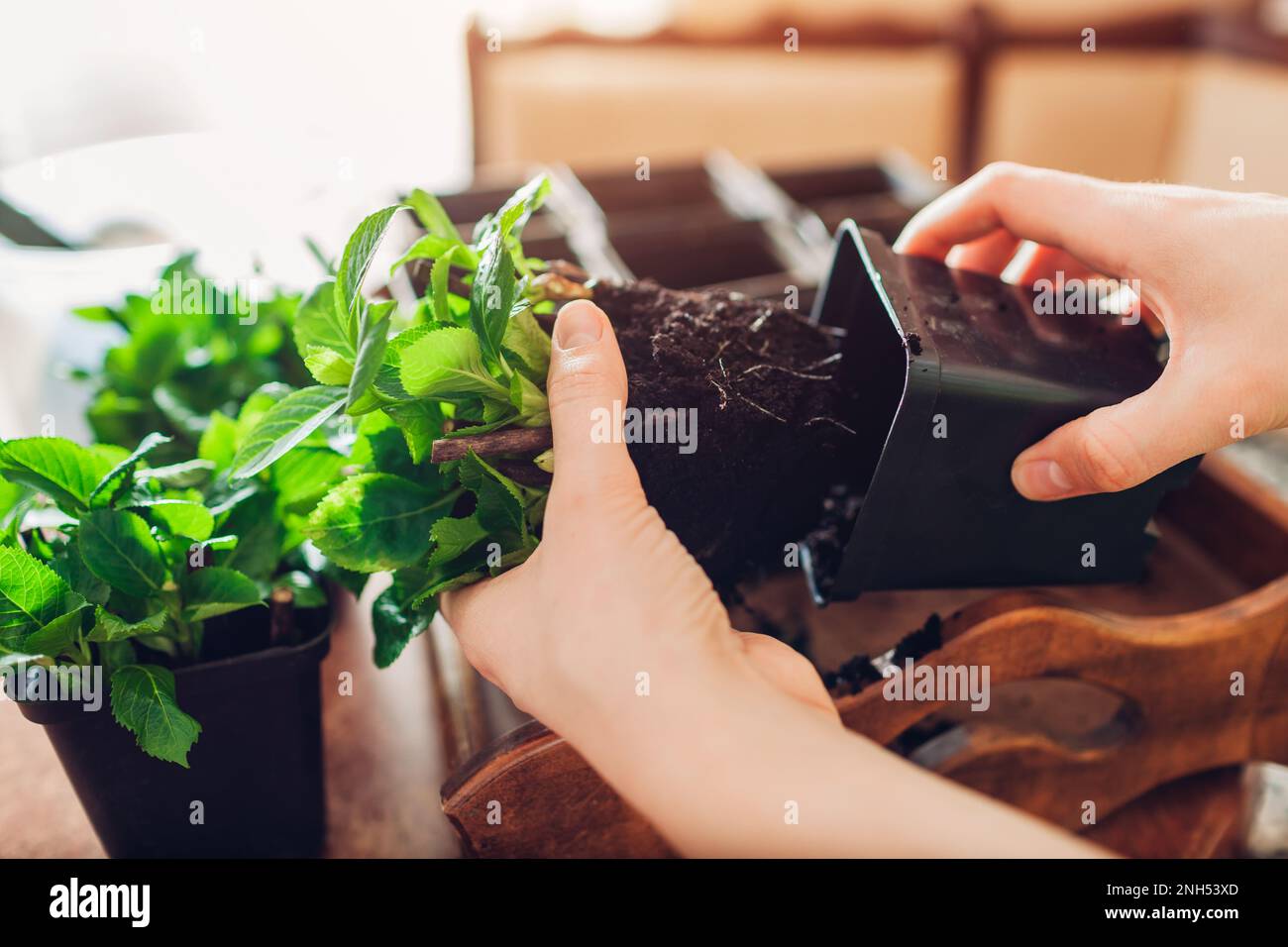 Gardener pulls rooted cuttings off containers. Propagation of bigleaf ...