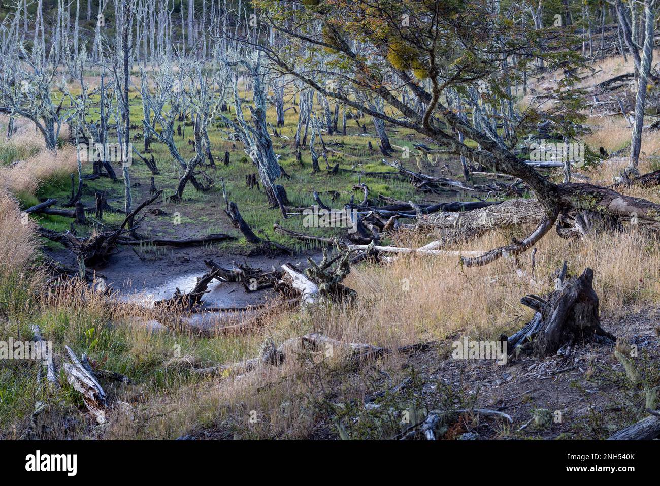 RESERVA PROVINCIAL LAGUNA NEGRA at Fagnano Lake near Tolhuin, Argentina ...
