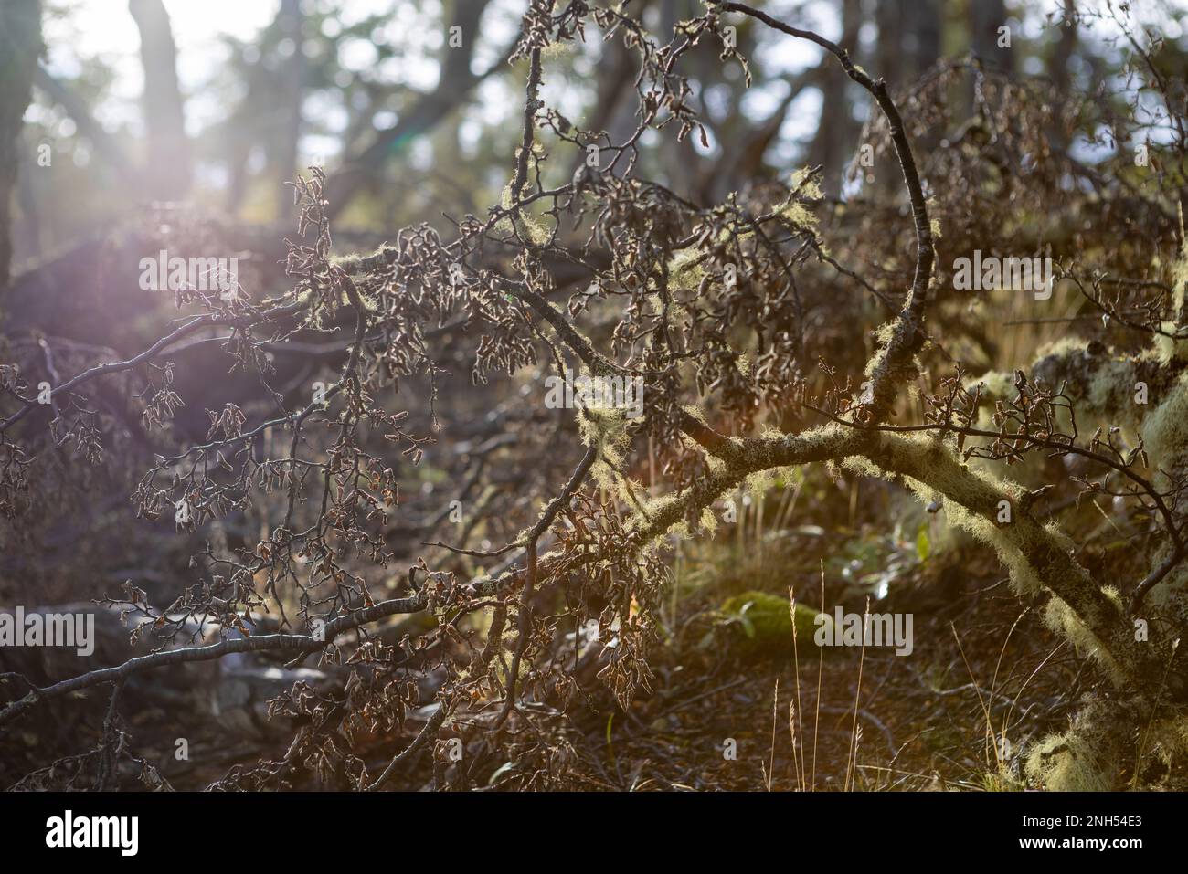 RESERVA PROVINCIAL LAGUNA NEGRA at Fagnano Lake near Tolhuin, Argentina ...