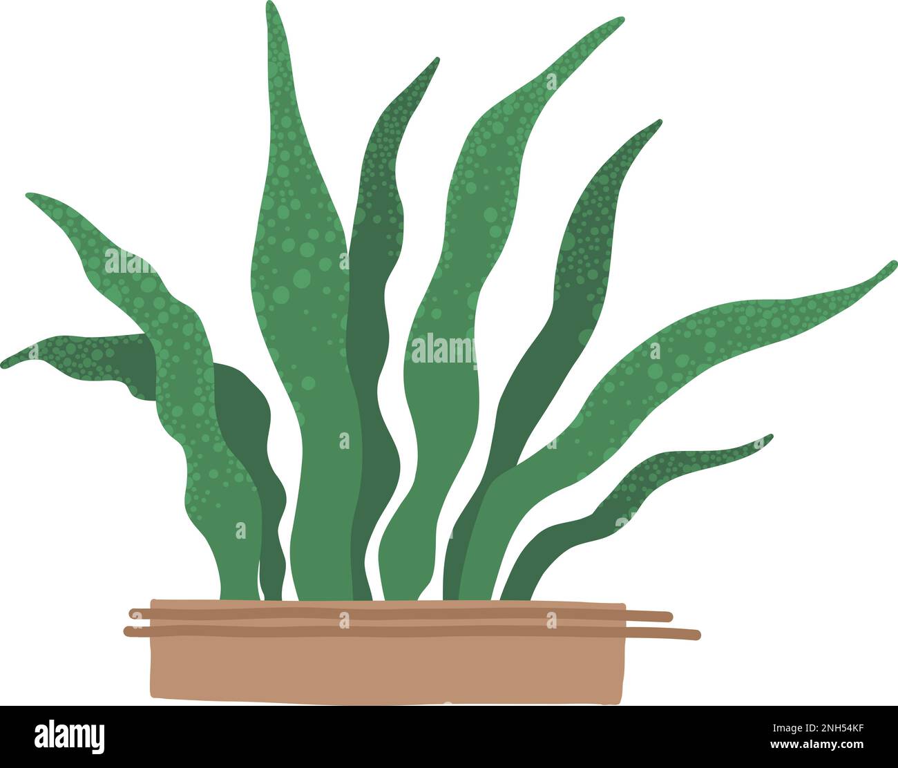 Indoor plant sansevieria in Stock Vector Images - Alamy