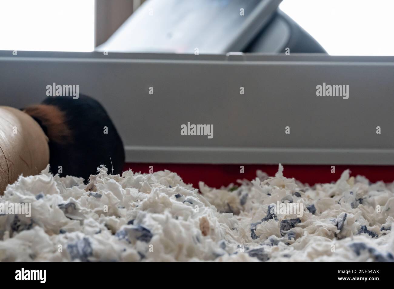 Shredded paper hamster hi-res stock photography and images - Alamy