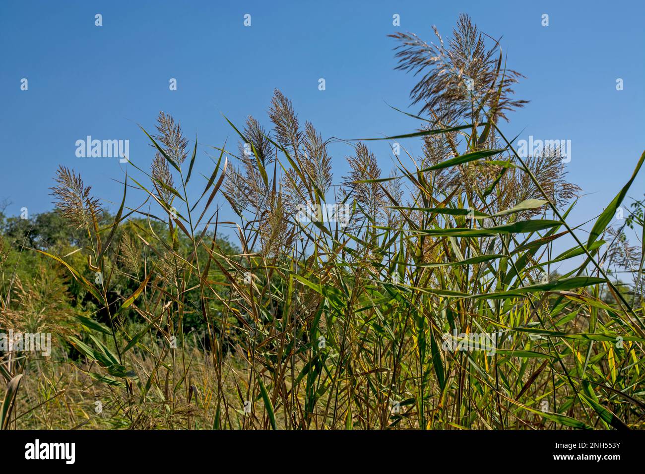 Beautiful cane stalks sway in the wind. Reeds embellish the flora near ...