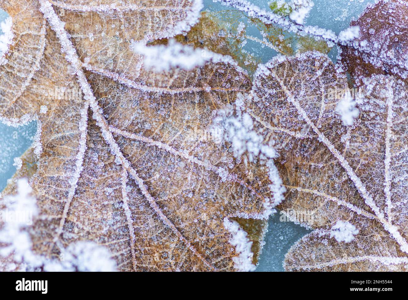 Frost oak leaves background hi-res stock photography and images - Alamy