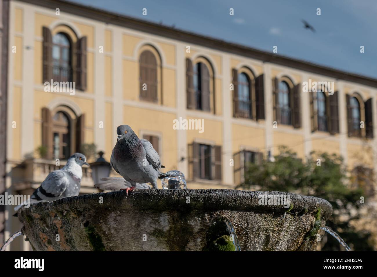 Pigeon drinking in water fountain in rome hi-res stock photography and ...