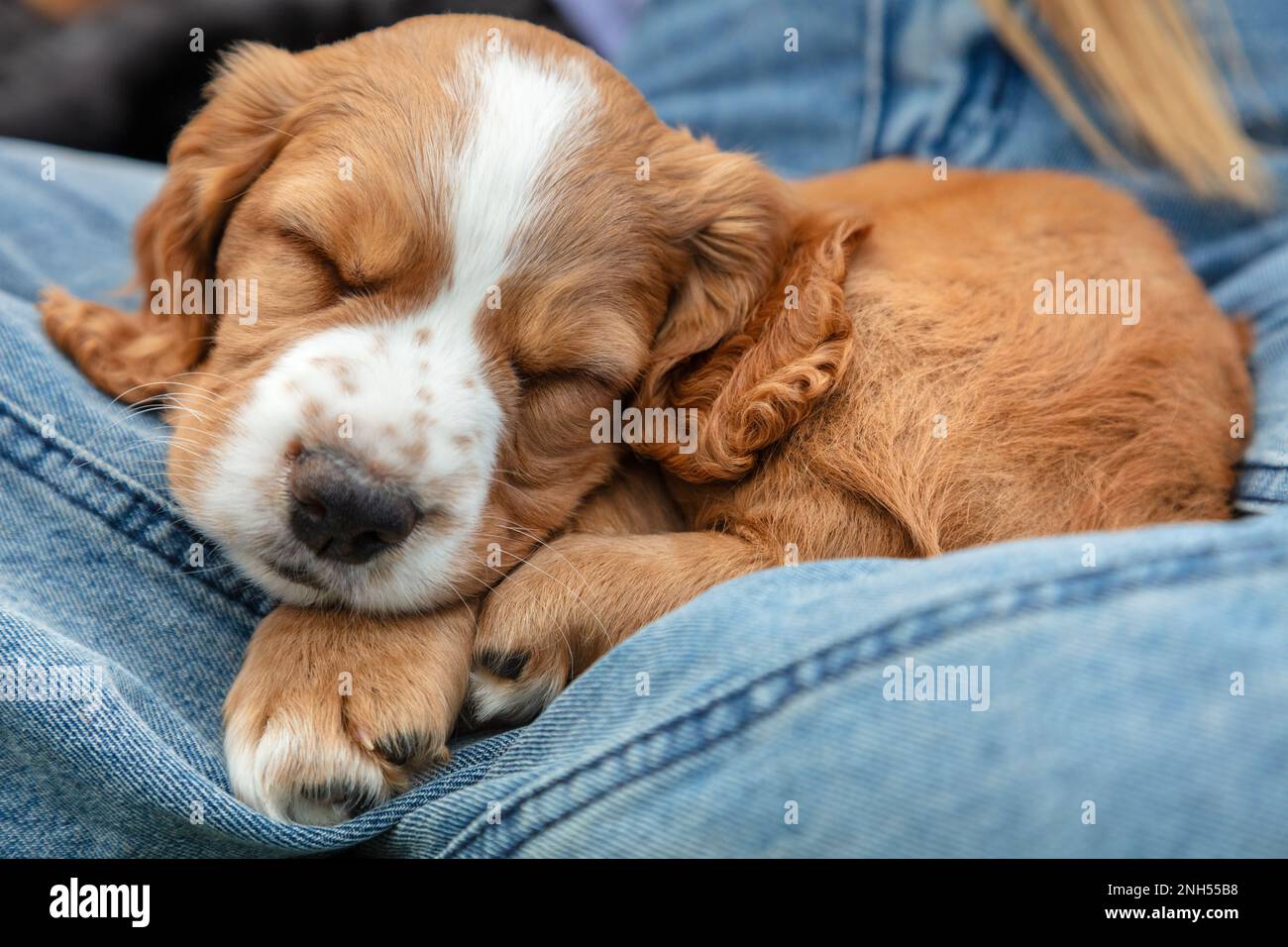 Cute light brown Spaniel puppy dog sleeping on the lap of a person ...