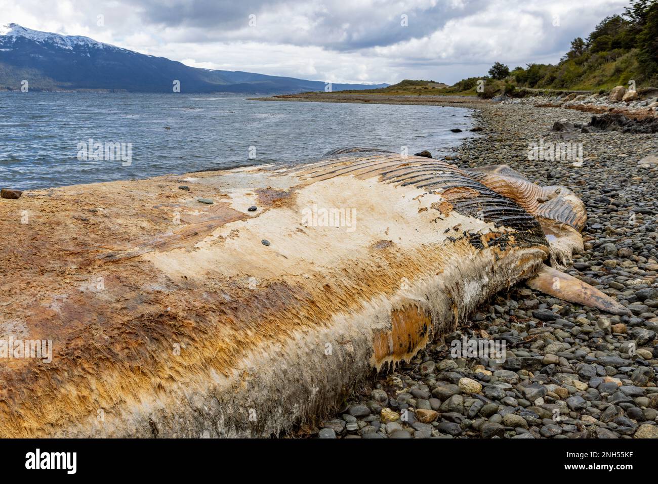 Whale dead beach hi-res stock photography and images - Alamy
