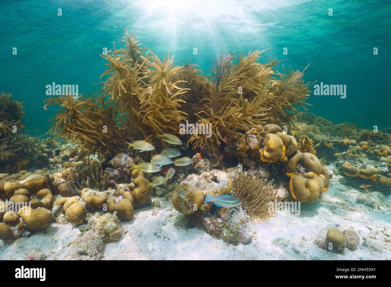 Tropical soft coral hi-res stock photography and images - Alamy