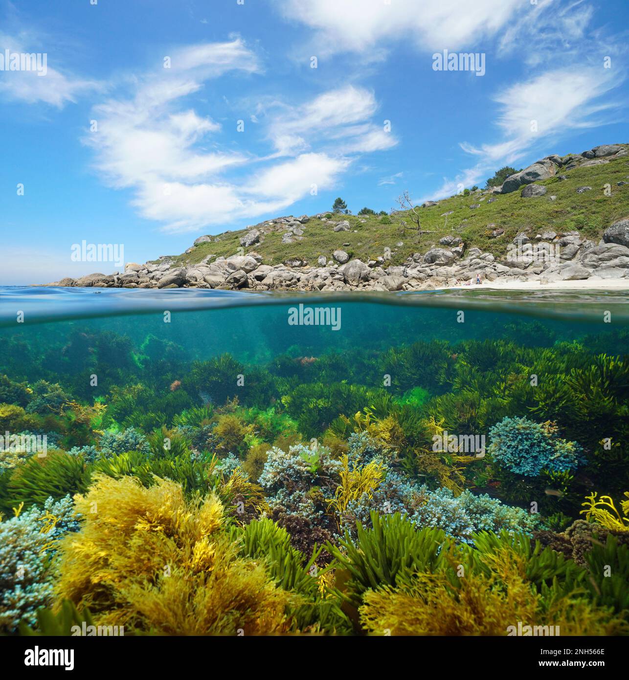 Seaweeds and coastline seascape on the Atlantic side of Spain in ...