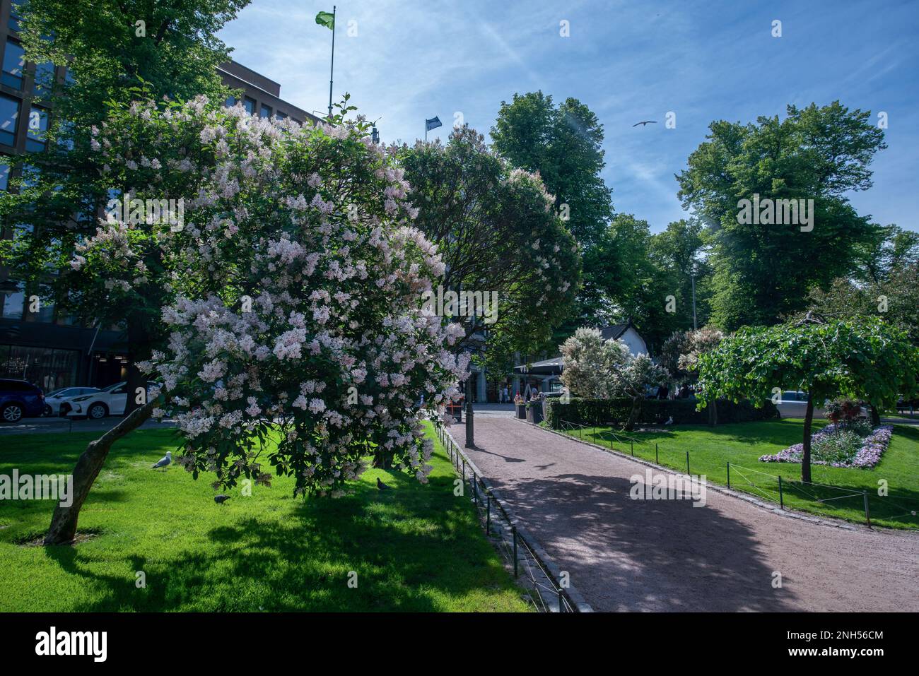 Fantastic summer in Finnish capital: View on lilac trees (white ...