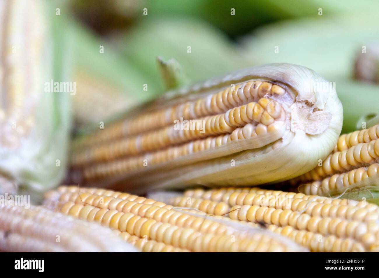 Close-up on a stack of Ear of maizes on a market stall Stock Photo - Alamy