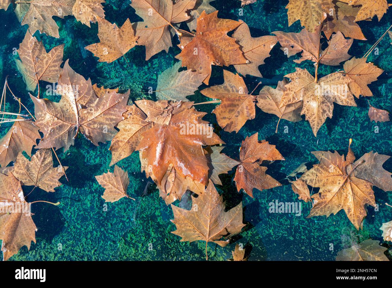 Autumn leaves floating in a shallow pool of water Stock Photo - Alamy