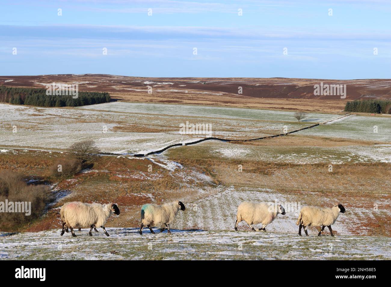 Line of sheep walking across a frozen winter upland landscape in sun ...
