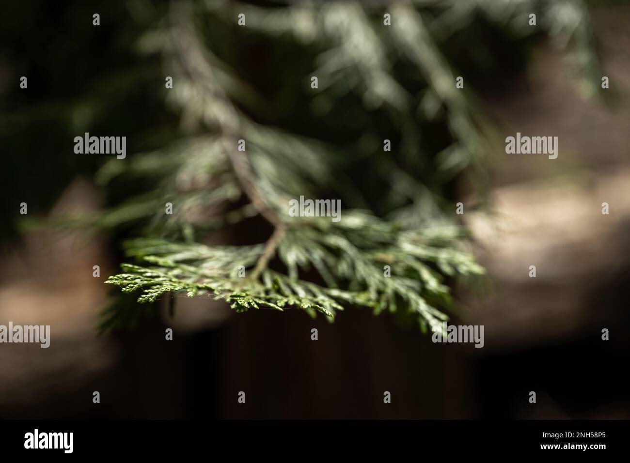 Focus on Just the Tip of Evergreen Pine Needle on Tree in Sequoia Stock ...