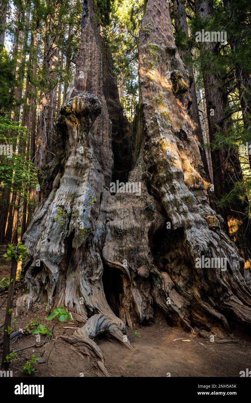 Hollowed tree stump hi-res stock photography and images - Alamy