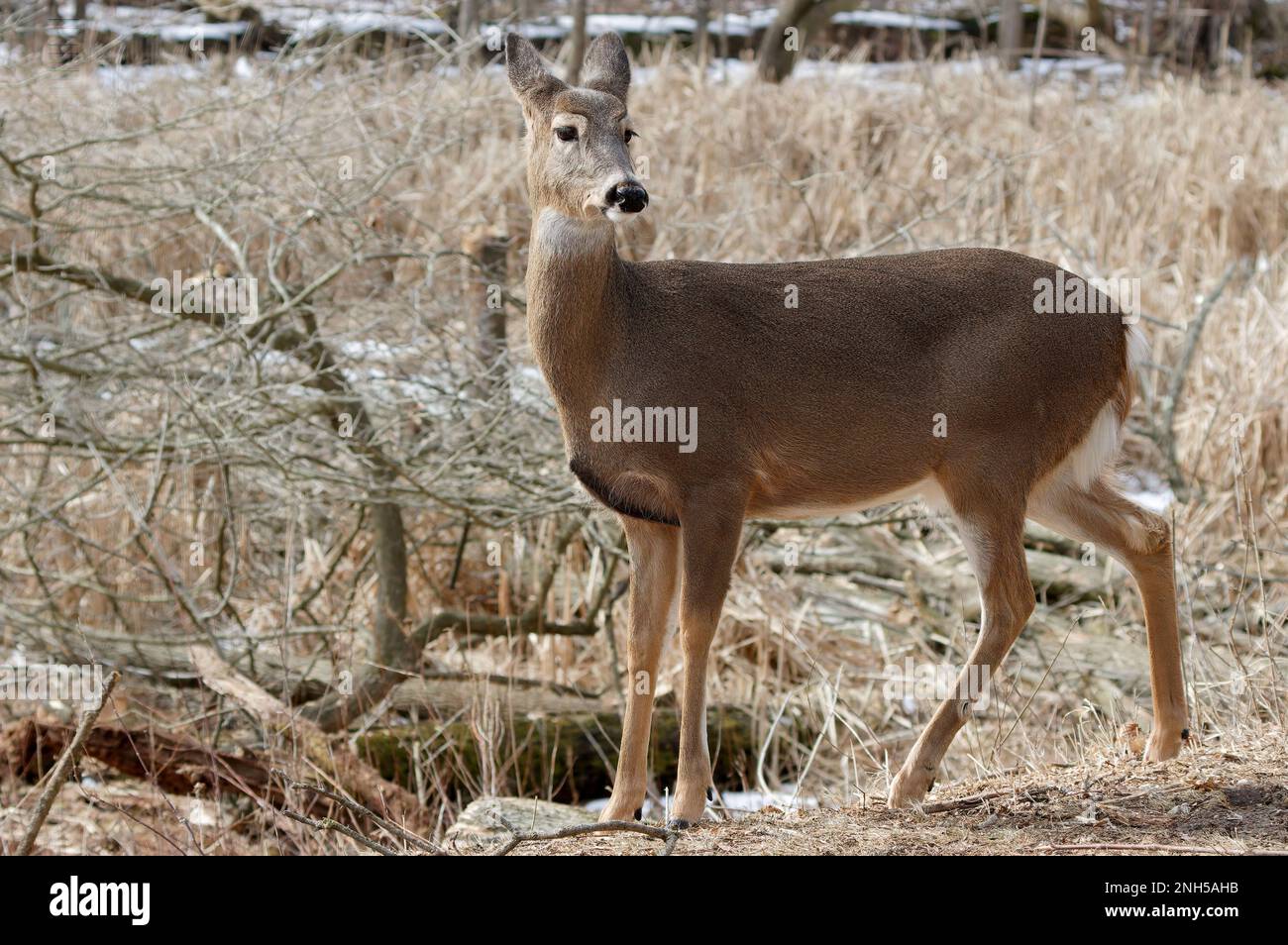 The white-tailed deer (Odocoileus virginianus), also known as the whitetail or Virginia deer ...