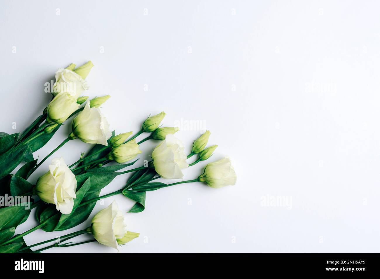 Eustoma grandiflorum flowers on white background, top view. Festive ...