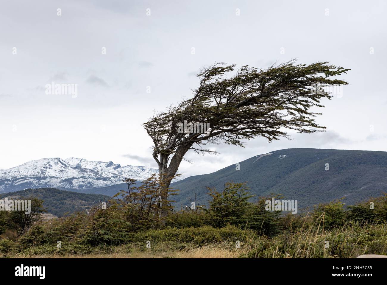 Tree formed by the strong patagonian wind at the beautiful end of the ...
