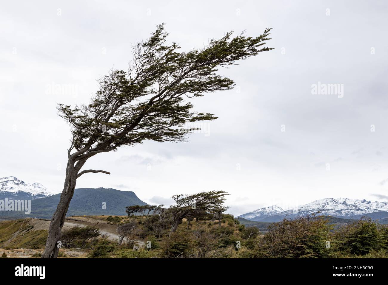 Tree formed by the strong patagonian wind at the beautiful end of the ...