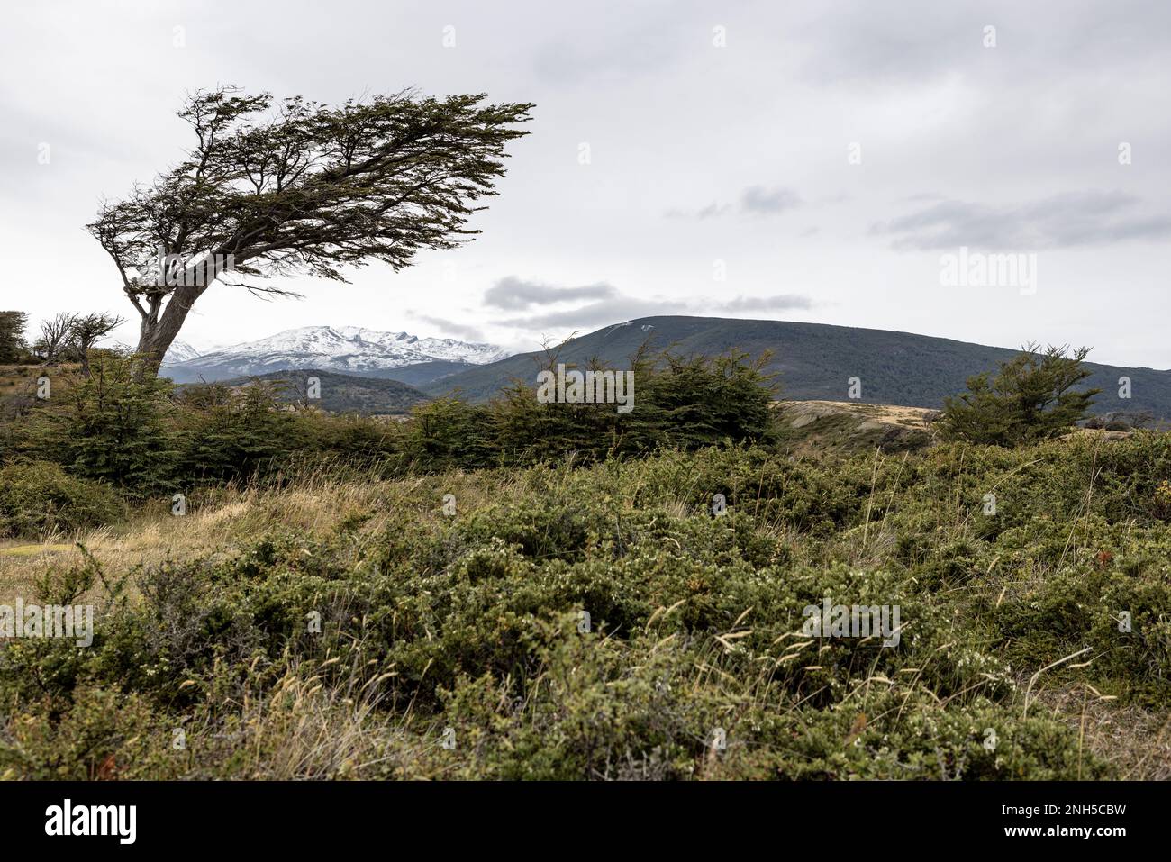 Tree formed by the strong patagonian wind at the beautiful end of the ...