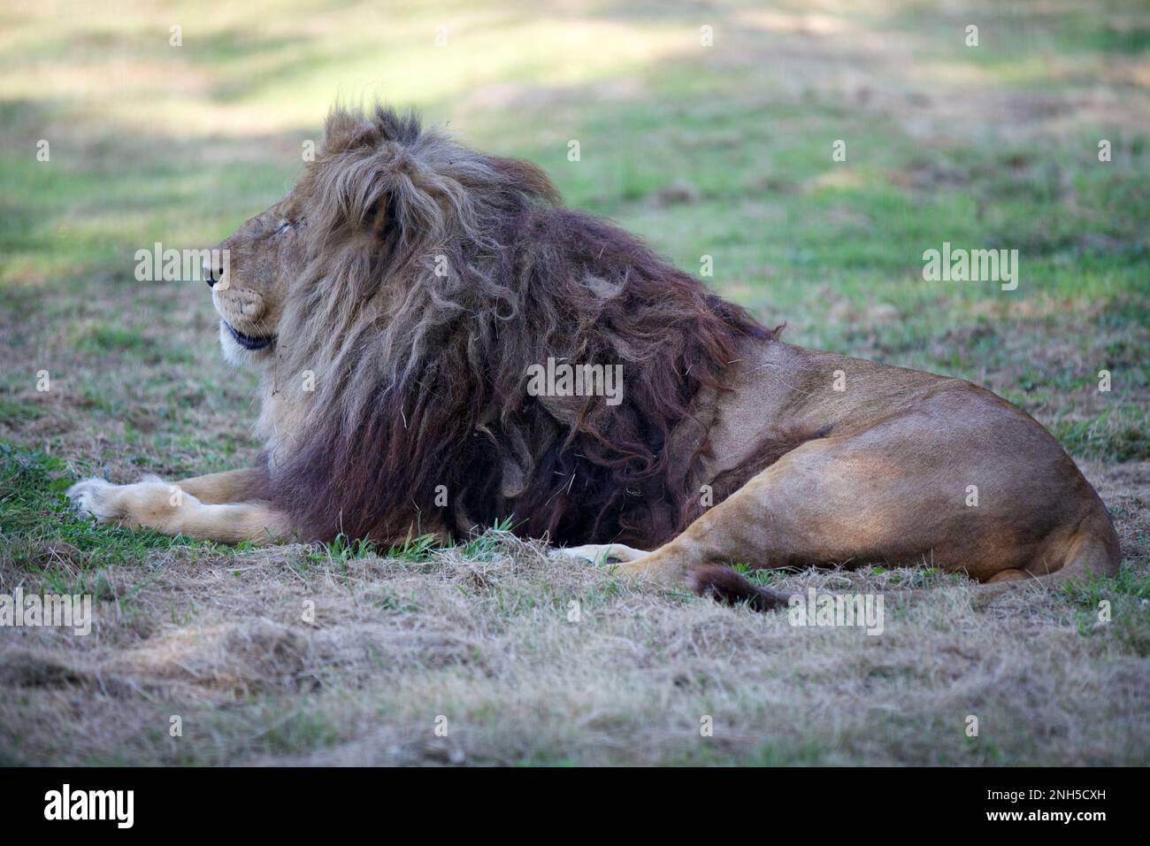 Lion resting in the shade Stock Photo - Alamy