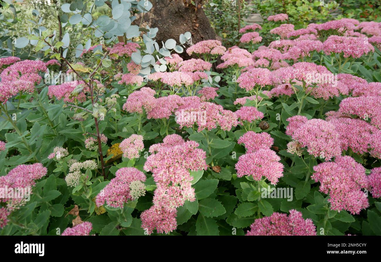 Red House, Bexleyheath, Kent, England Stock Photo - Alamy