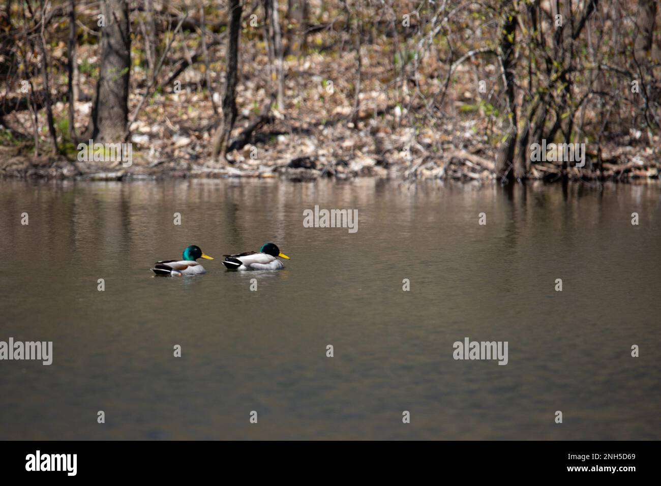 Pair of mallard ducks swimming on Jerusalem Pond on a spring day in St ...