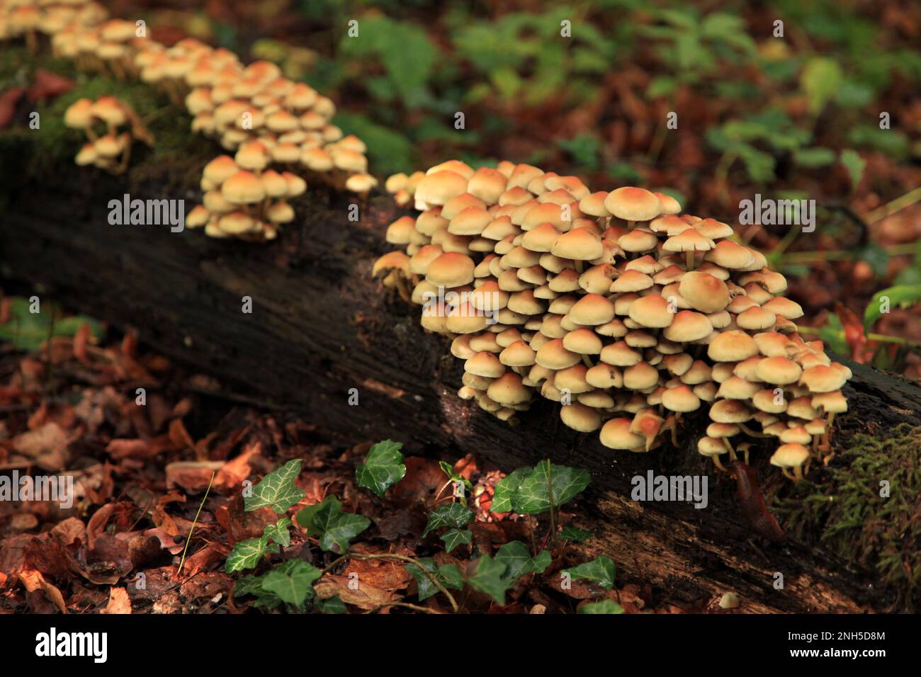 Close-up on a bunch of sulphur tufts (Hypholoma fasciculare) growing on ...