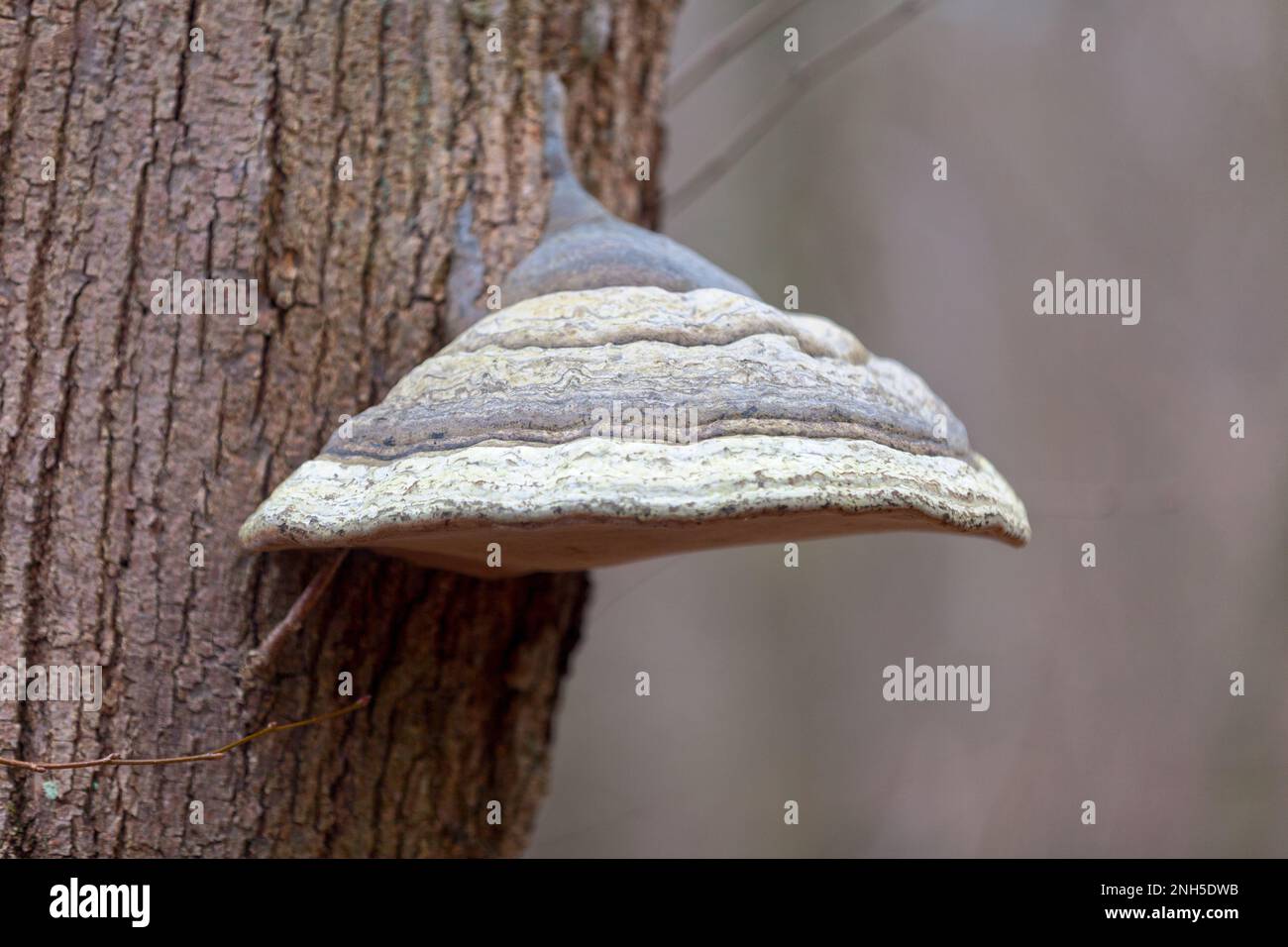 Inonotus obliquus, commonly known as chaga mushroom, is a fungus in the ...