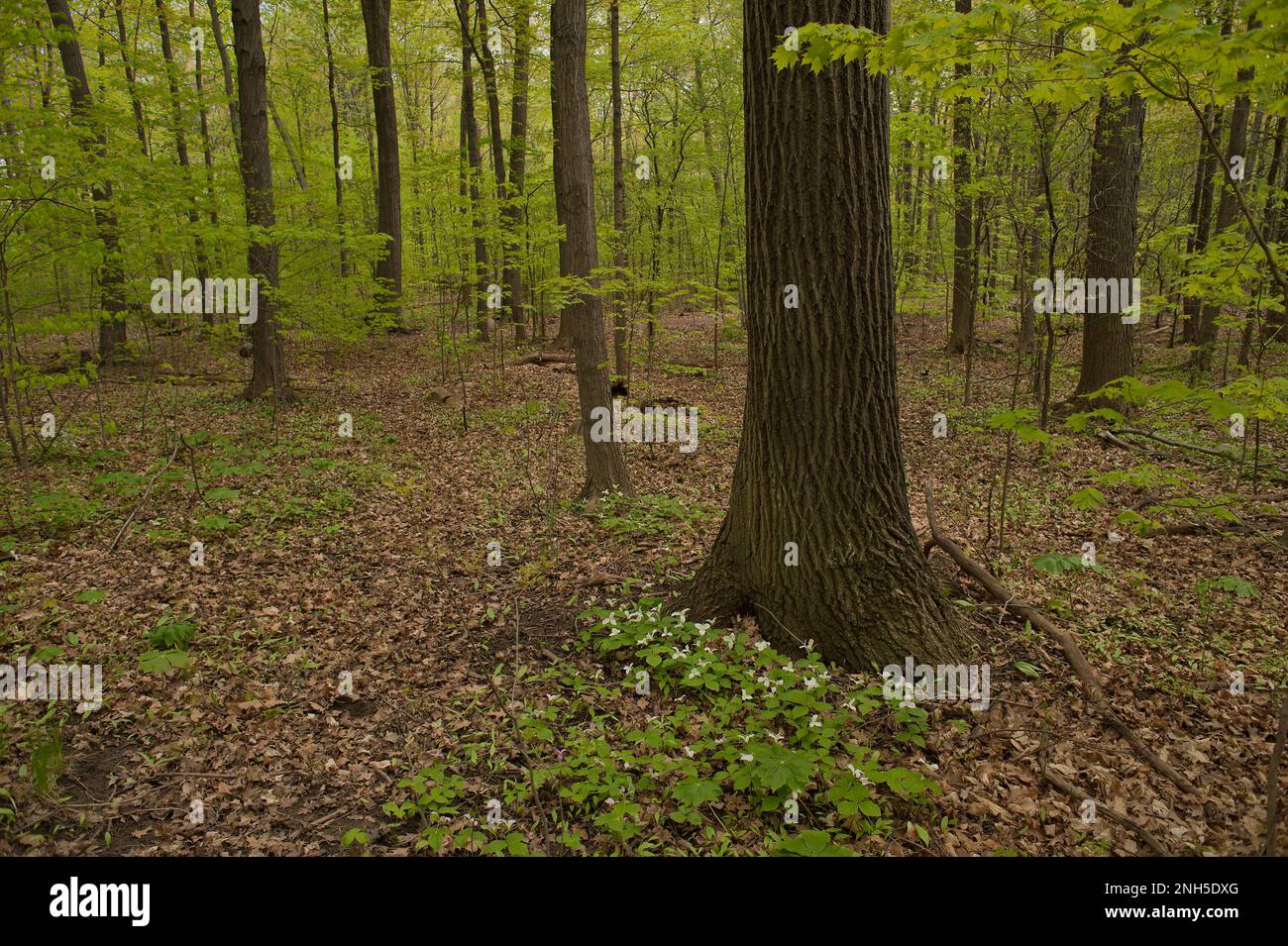 White Trillium growing on a forest floor in Ontario, Canada Stock Photo ...