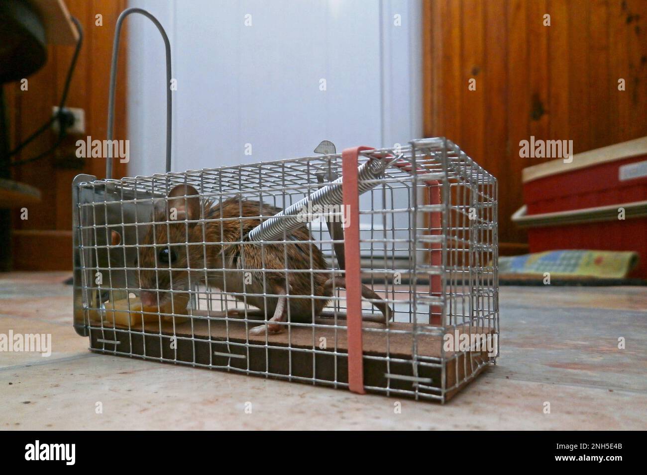 Close-up on a mouse trapped into a mousetrap Stock Photo - Alamy