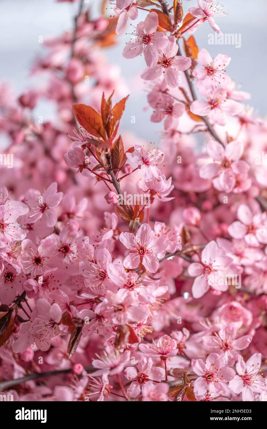 Pink flowering branches.pink spring background.spring time.Spring ...
