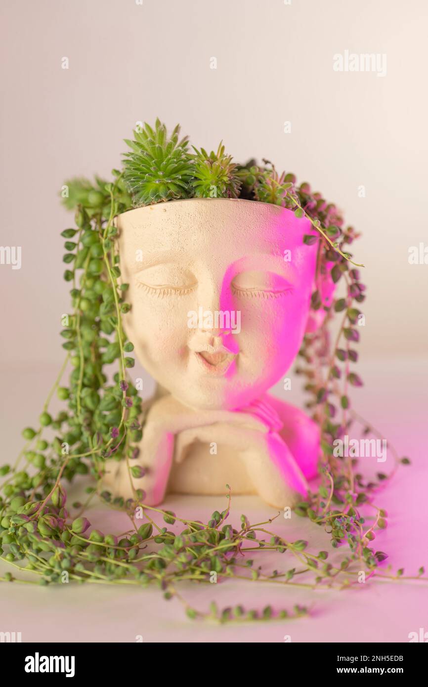 Succulents a pot in the girls head.sustainable design aesthetics.Potted ...