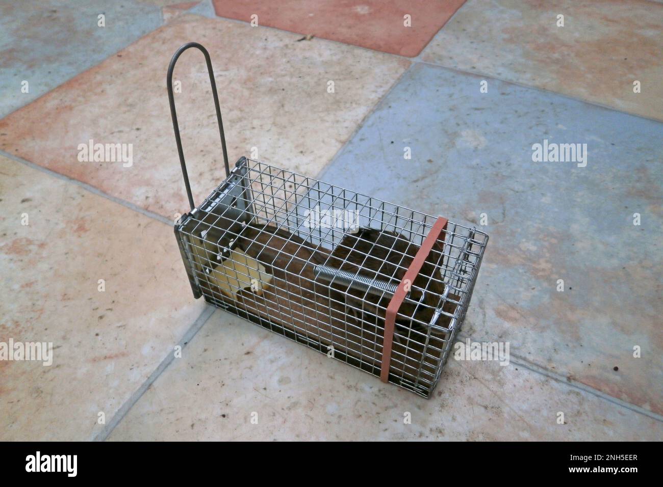 Close-up on a mouse trapped into a mousetrap Stock Photo - Alamy