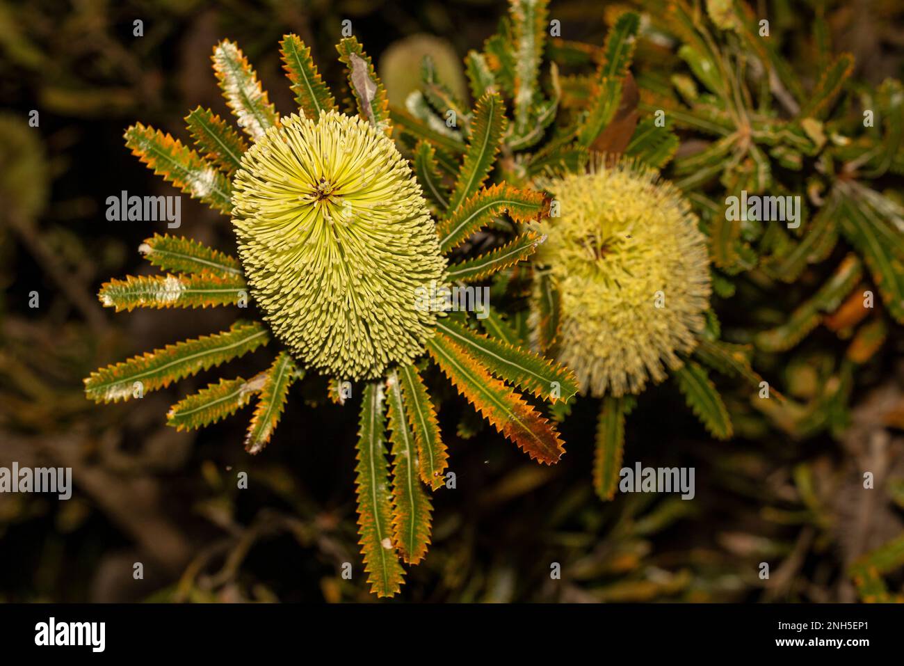 Wallum Banksia plant in flower Stock Photo - Alamy