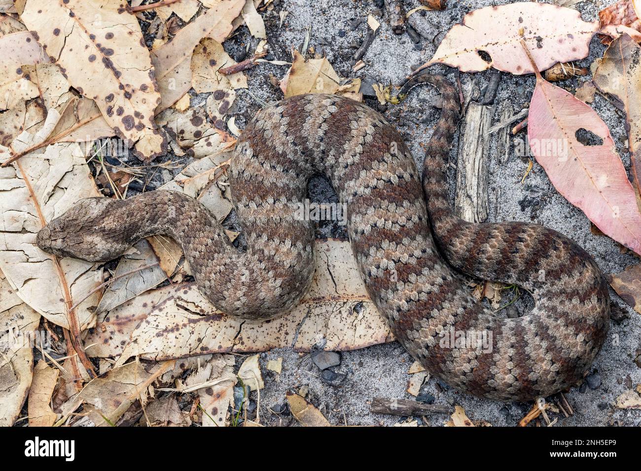 Highly Venomous Australian Common Death Adder Stock Photo - Alamy