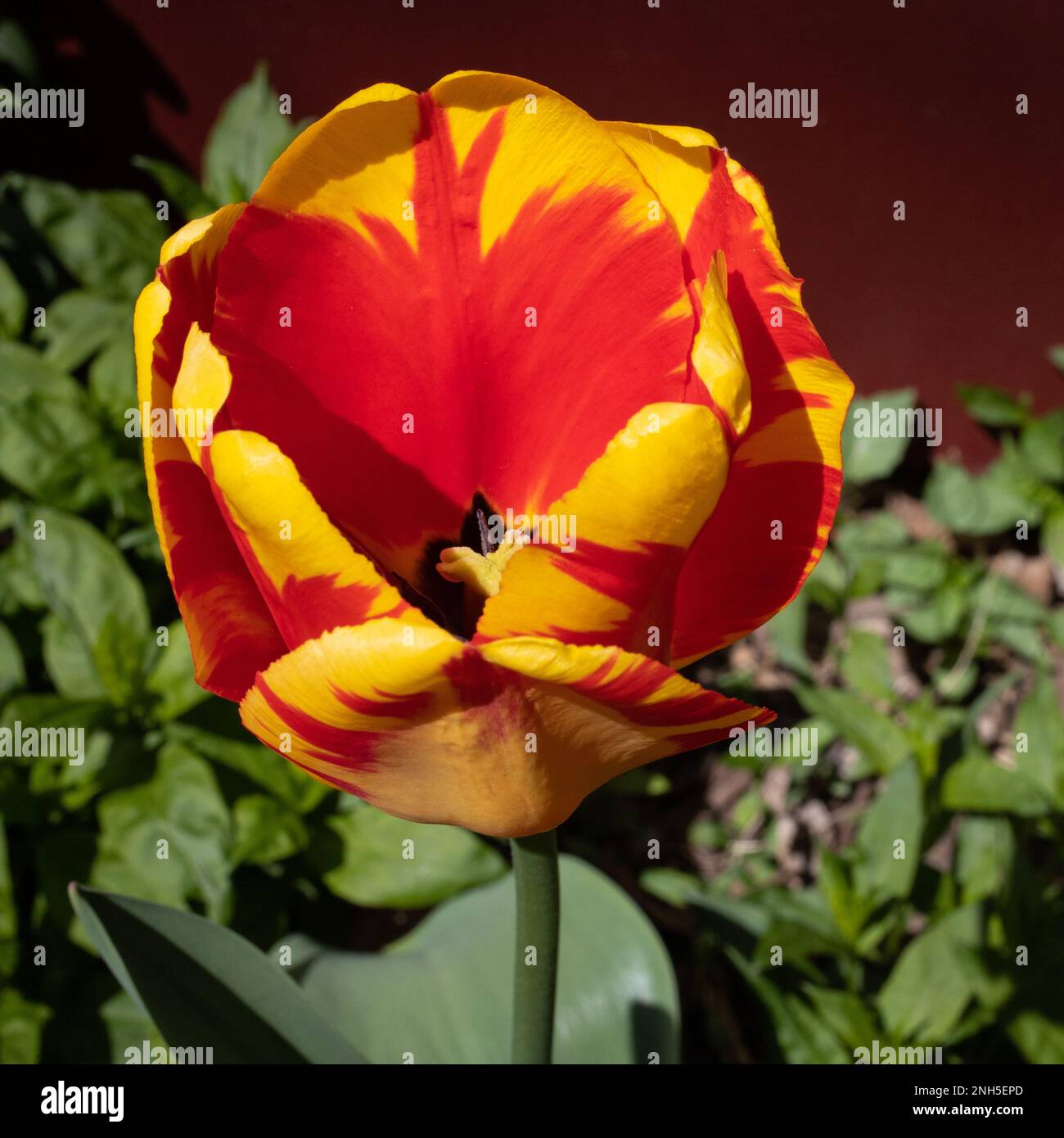 Colorful greenery closeup detail hi-res stock photography and images ...