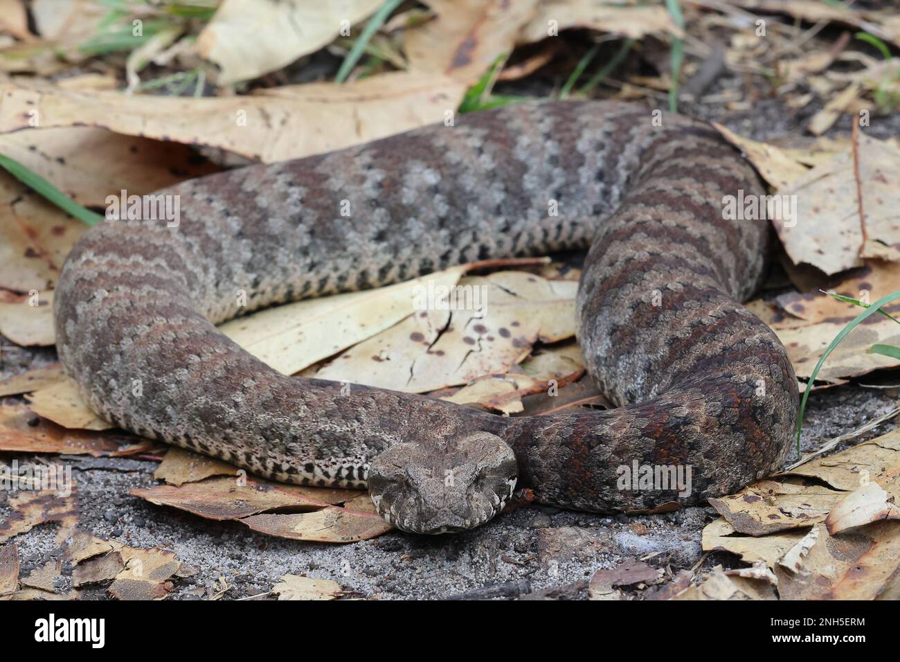 Highly Venomous Australian Common Death Adder Stock Photo - Alamy
