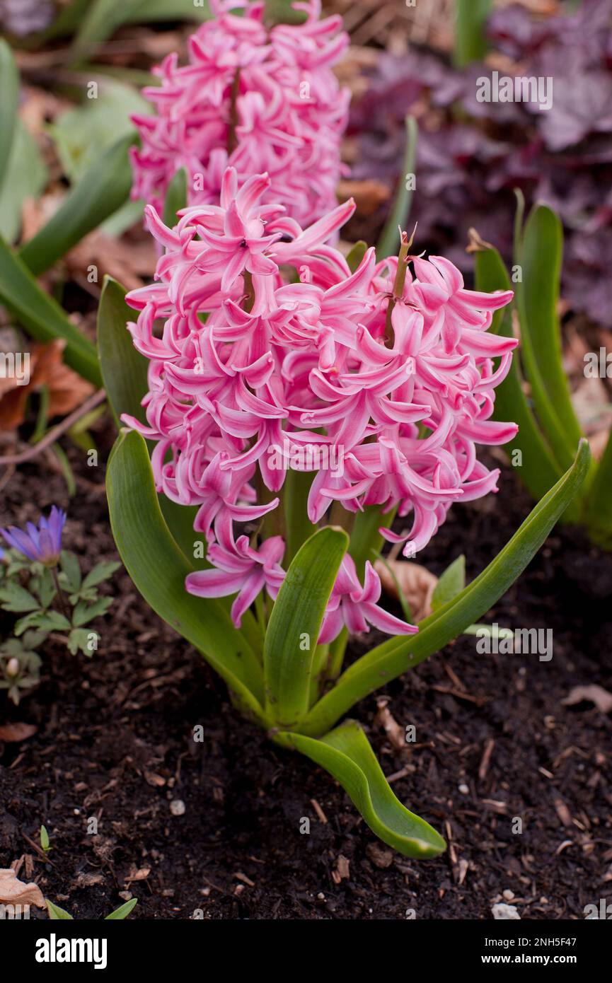 Hyacinth, Hyacinthus Orientalis, Pink Frosting Stock Photo - Alamy