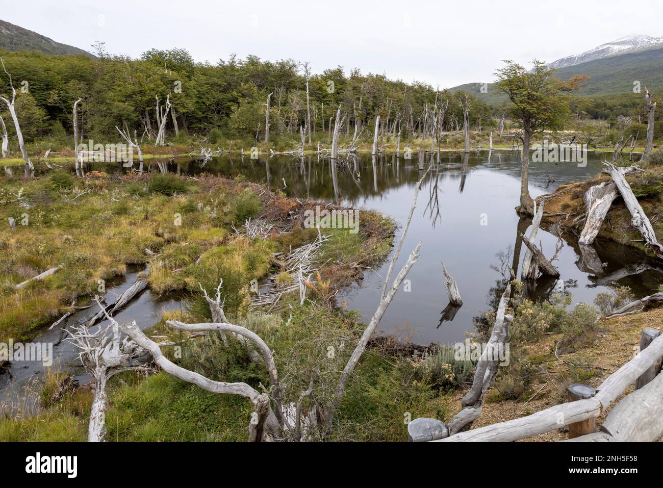 Beaver habitat in Tierra del Fuego National Park near Ushuaia ...