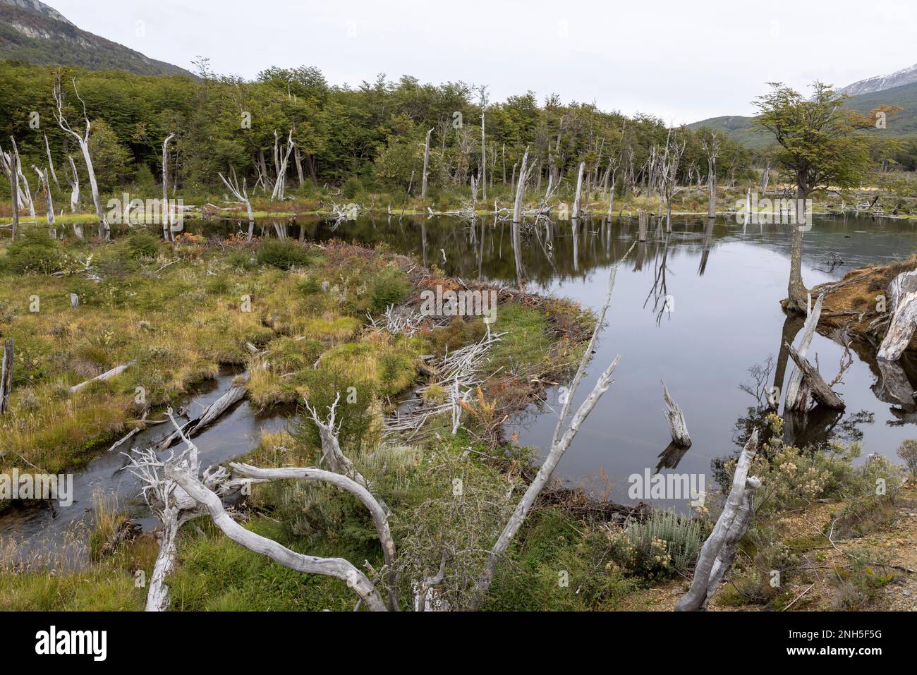 Beaver habitat in Tierra del Fuego National Park near Ushuaia ...
