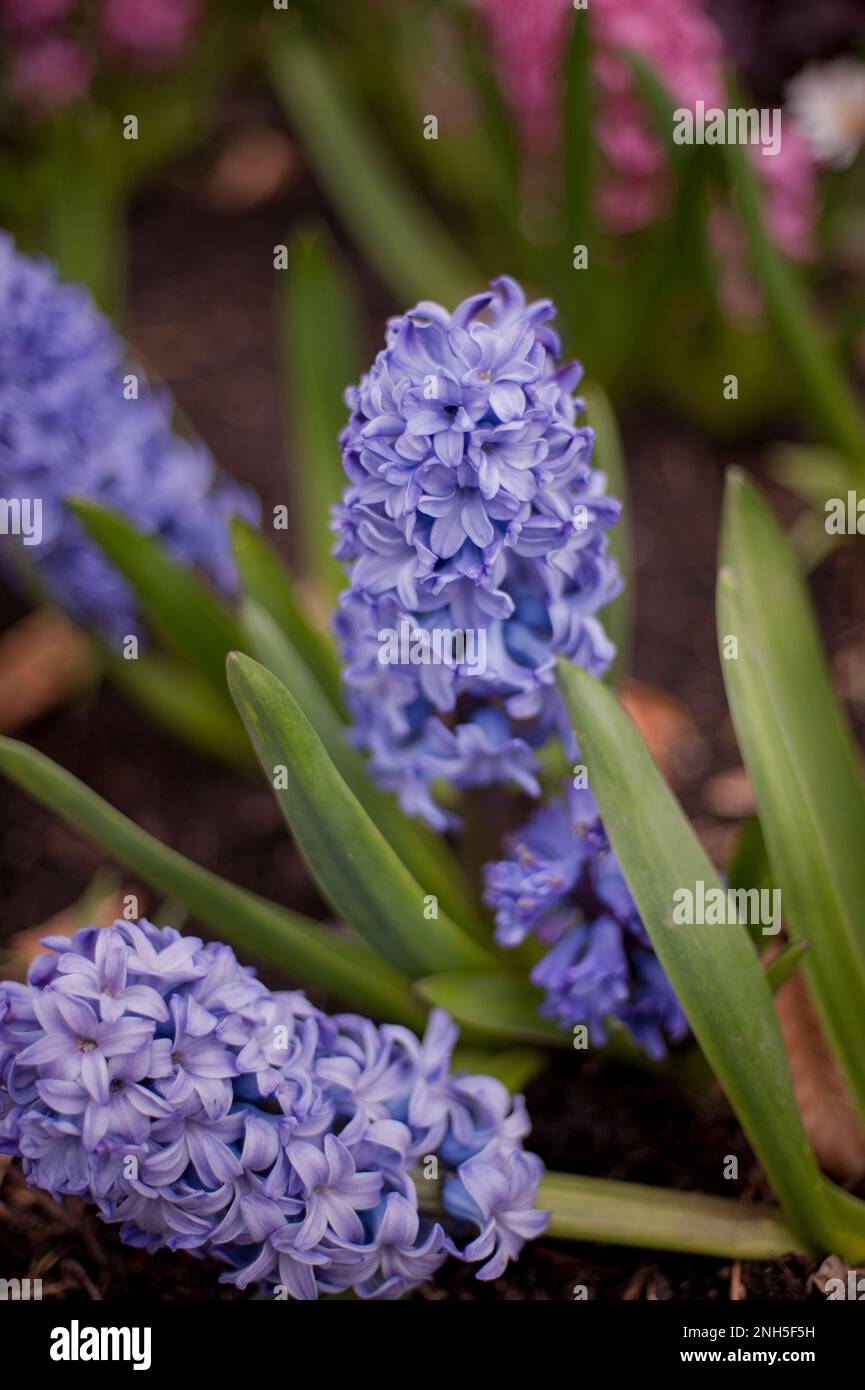 Hyacinth, Hyacinthus orientalis, Delft Blue Stock Photo - Alamy