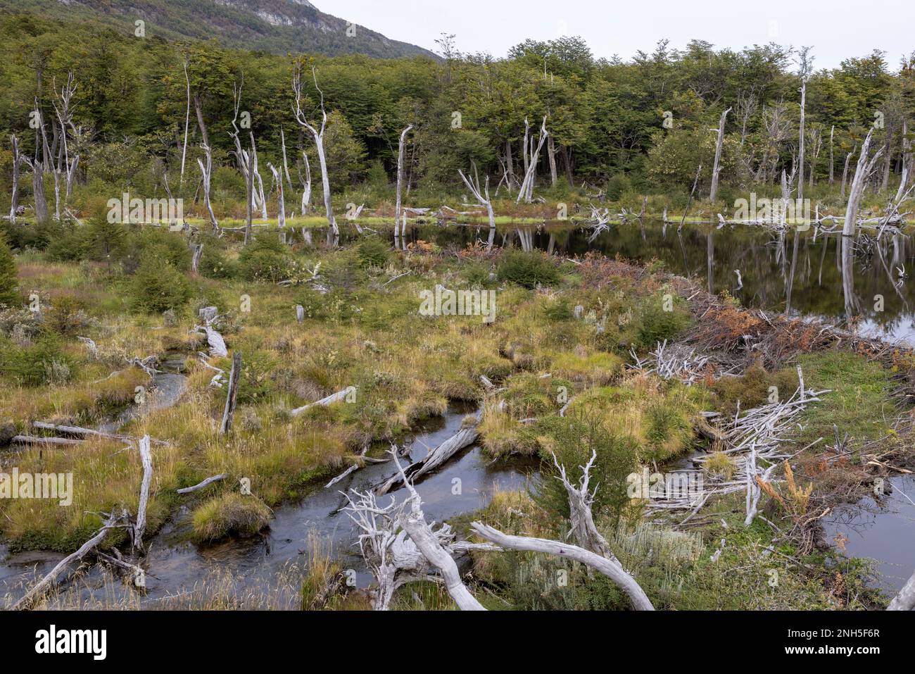Beaver habitat in Tierra del Fuego National Park near Ushuaia ...
