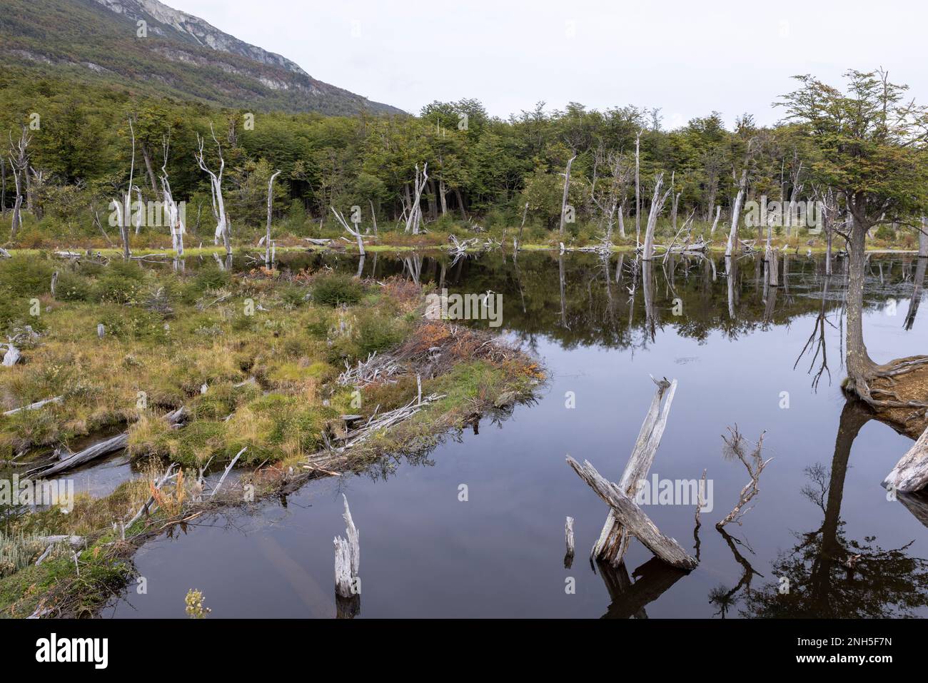 Beaver habitat in Tierra del Fuego National Park near Ushuaia ...