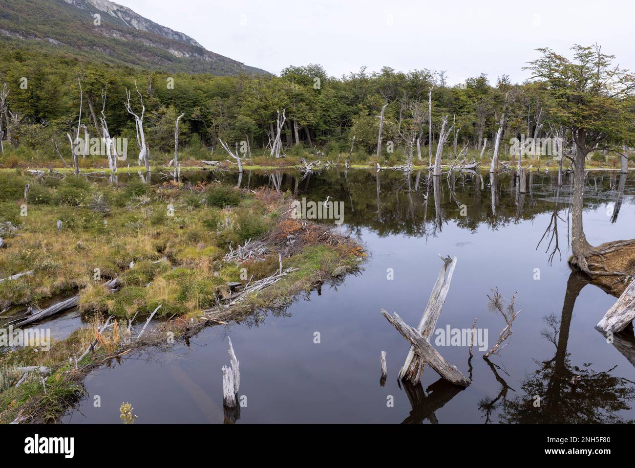 Beaver habitat in Tierra del Fuego National Park near Ushuaia ...