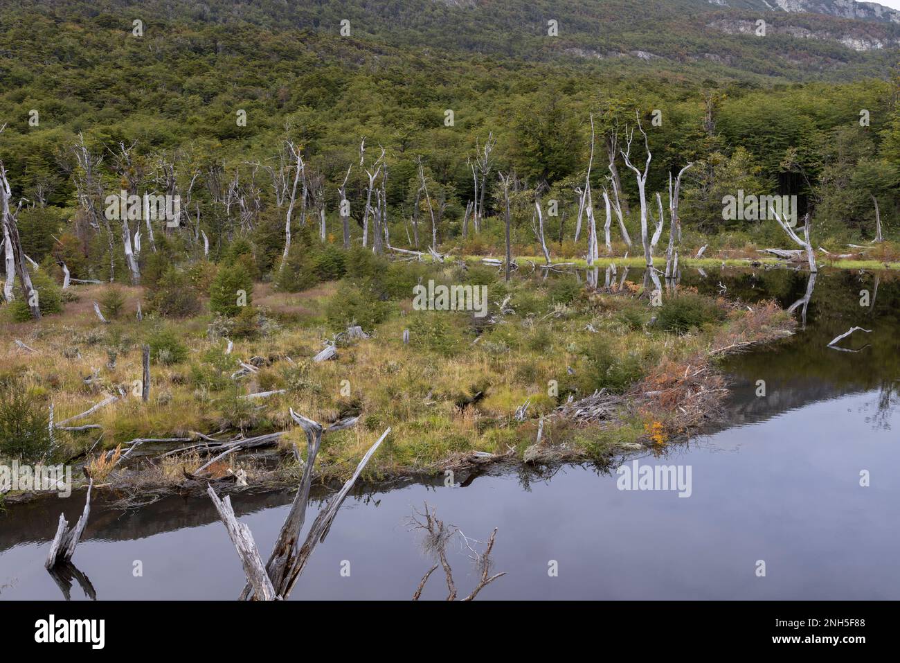Beaver habitat in Tierra del Fuego National Park near Ushuaia ...